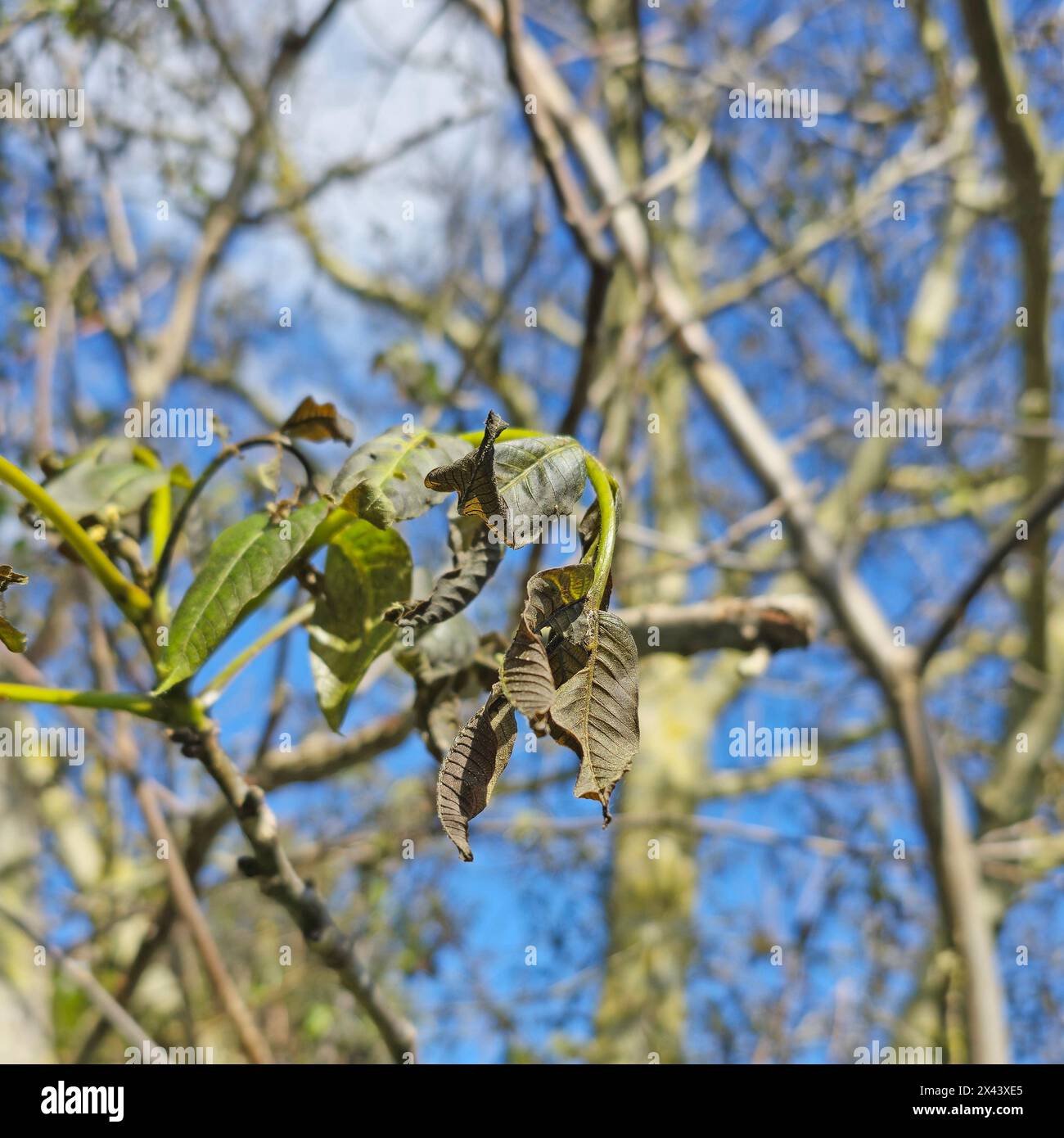 Frost damage to the walnut tree Stock Photo - Alamy