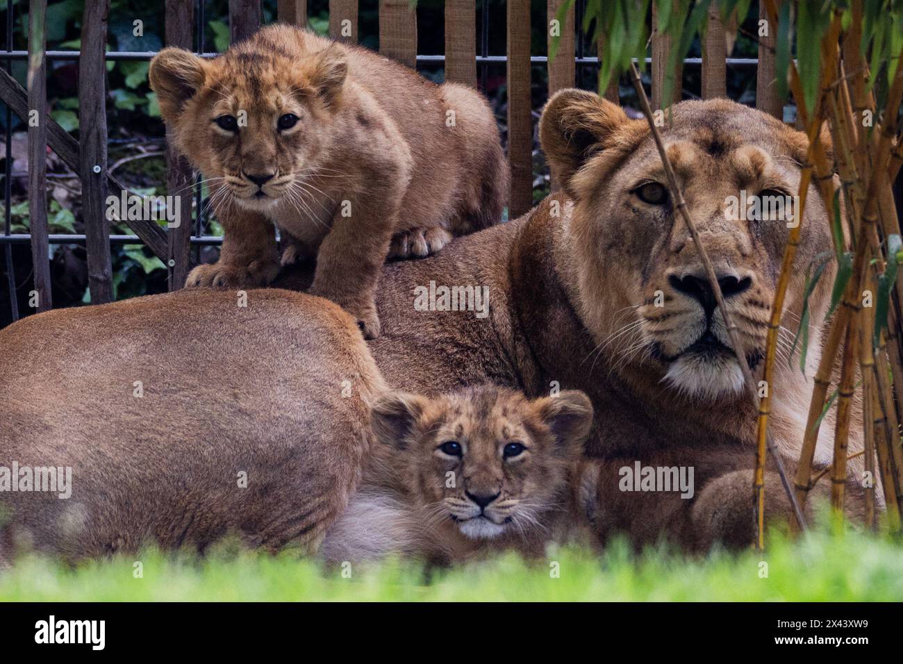 Cologne, Germany. 30th Apr, 2024. The three Asiatic lion cubs born at ...