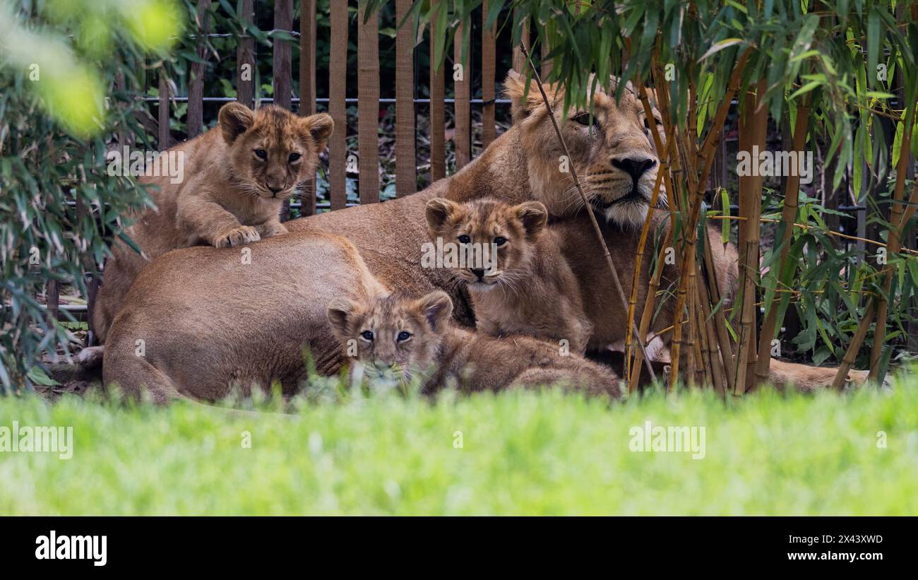 Cologne, Germany. 30th Apr, 2024. The three Asiatic lion cubs born at ...
