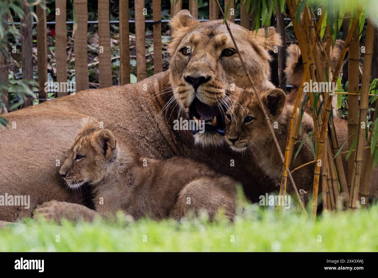 Cologne, Germany. 30th Apr, 2024. The three Asiatic lion cubs born at ...