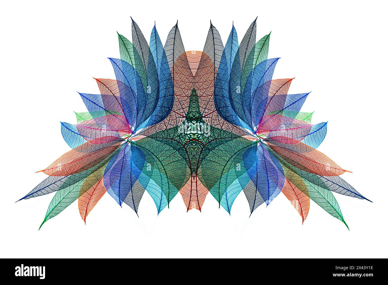Multi-colored skeleton leaves arranged on white background Stock Photo ...