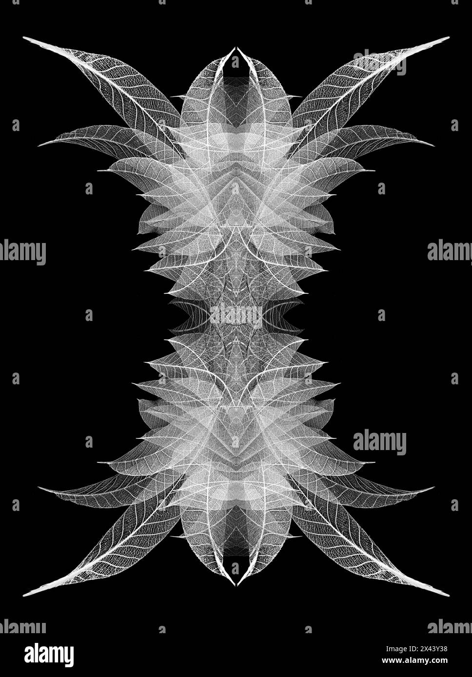 Leaves arranged Black and White Stock Photos & Images - Alamy