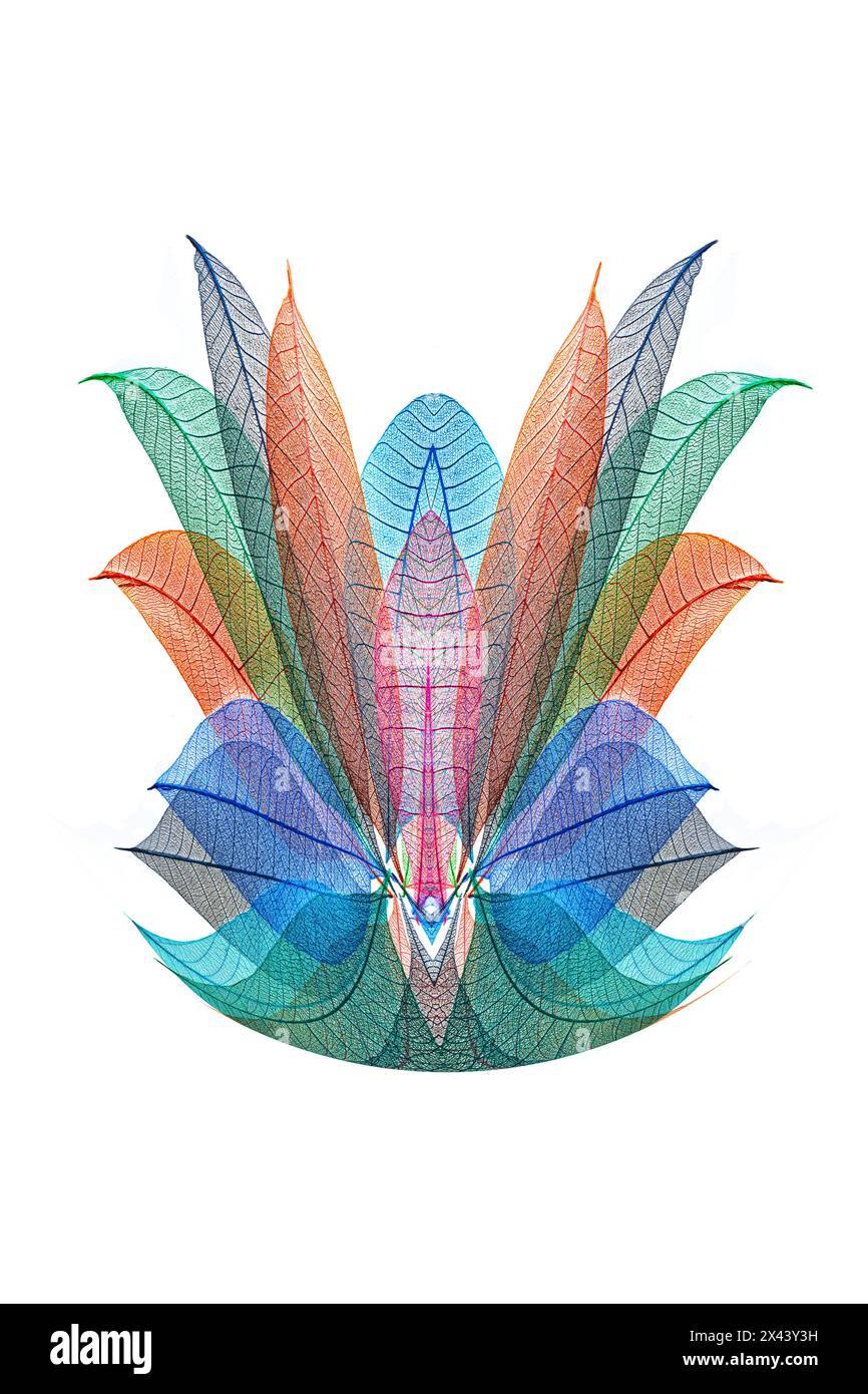 Multi-colored skeleton leaves arranged on white background Stock Photo ...
