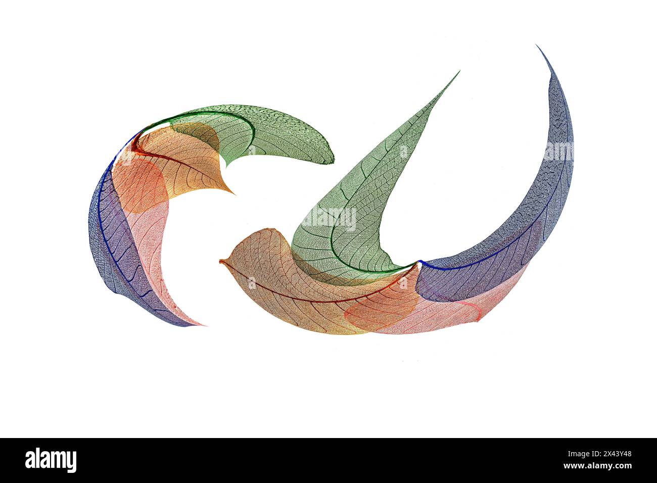 Multi-colored skeleton leaves arranged on white background Stock Photo ...