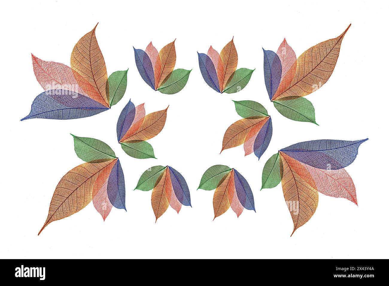 Multi-colored skeleton leaves arranged on white background Stock Photo ...