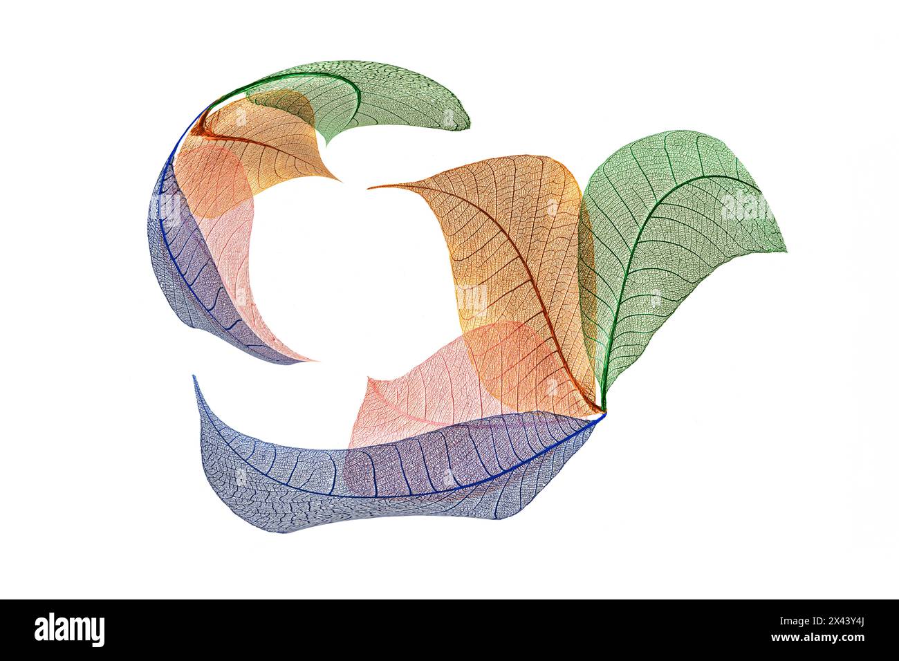 Multi-colored skeleton leaves arranged on white background Stock Photo ...