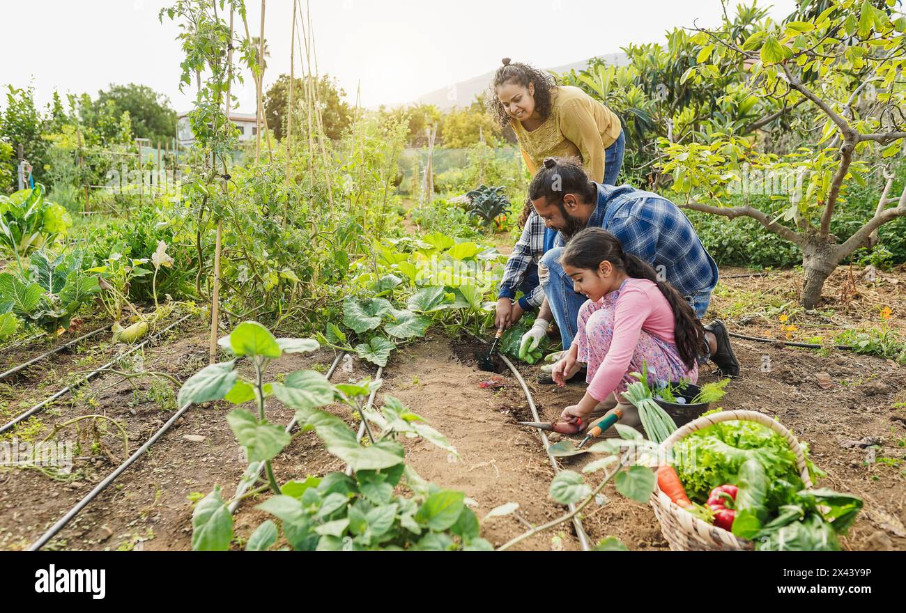 Indian family picking up organic vegetables from house garden outdoor ...