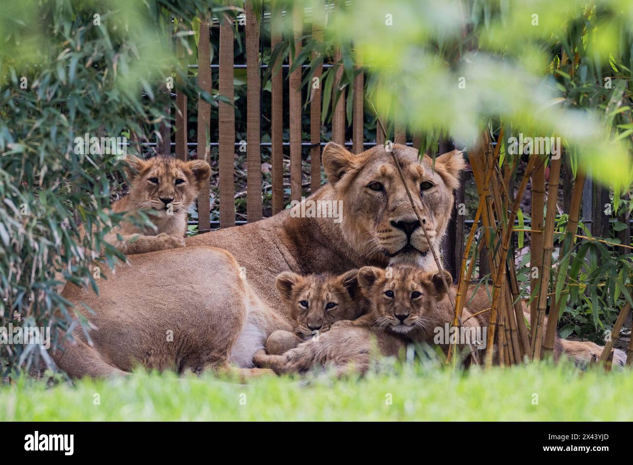 Cologne, Germany. 30th Apr, 2024. The three Asiatic lion cubs born at ...