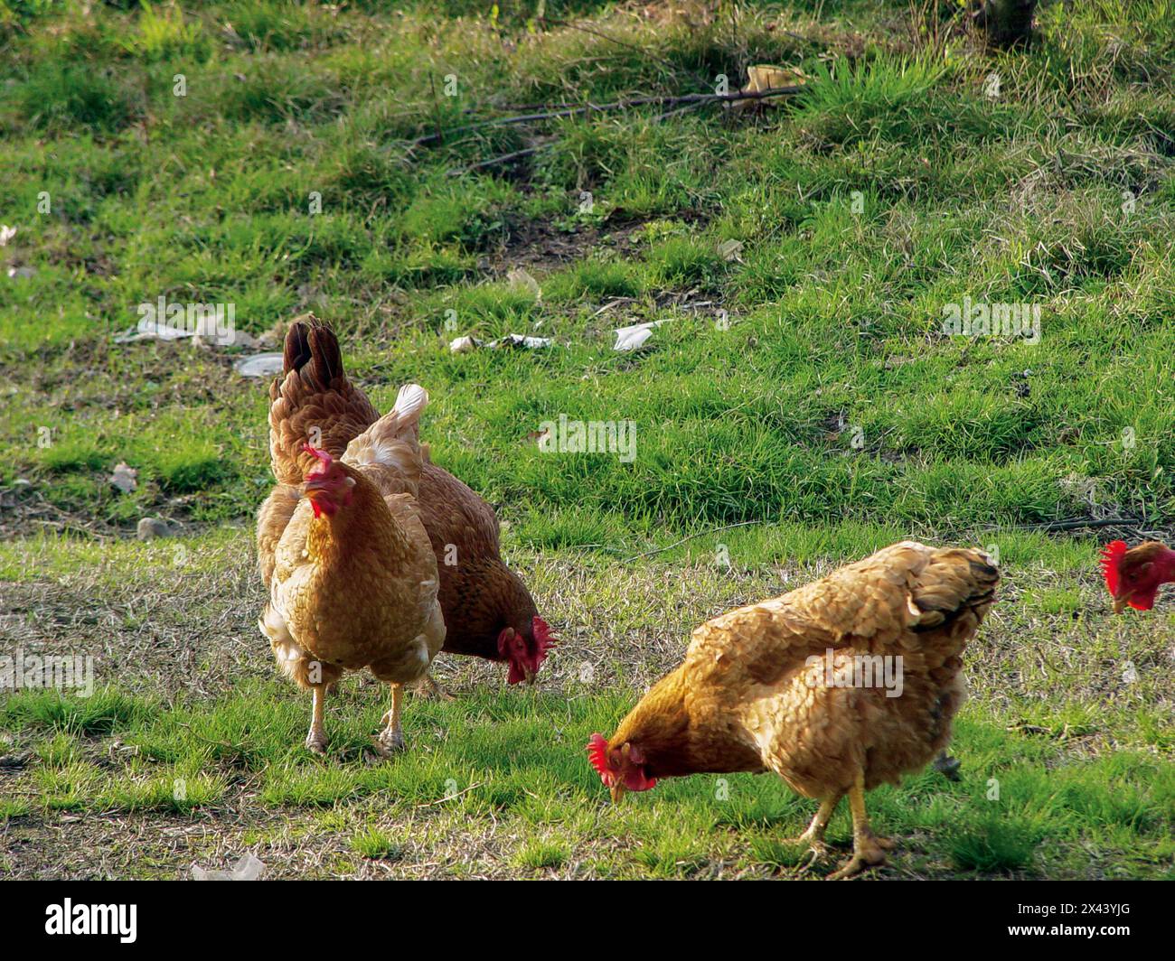 Rooster chickens in yard hi-res stock photography and images - Alamy