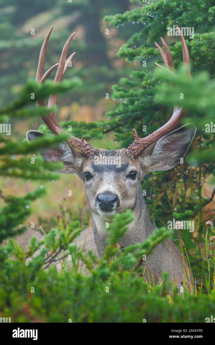 Deer hiding rain hi-res stock photography and images - Alamy