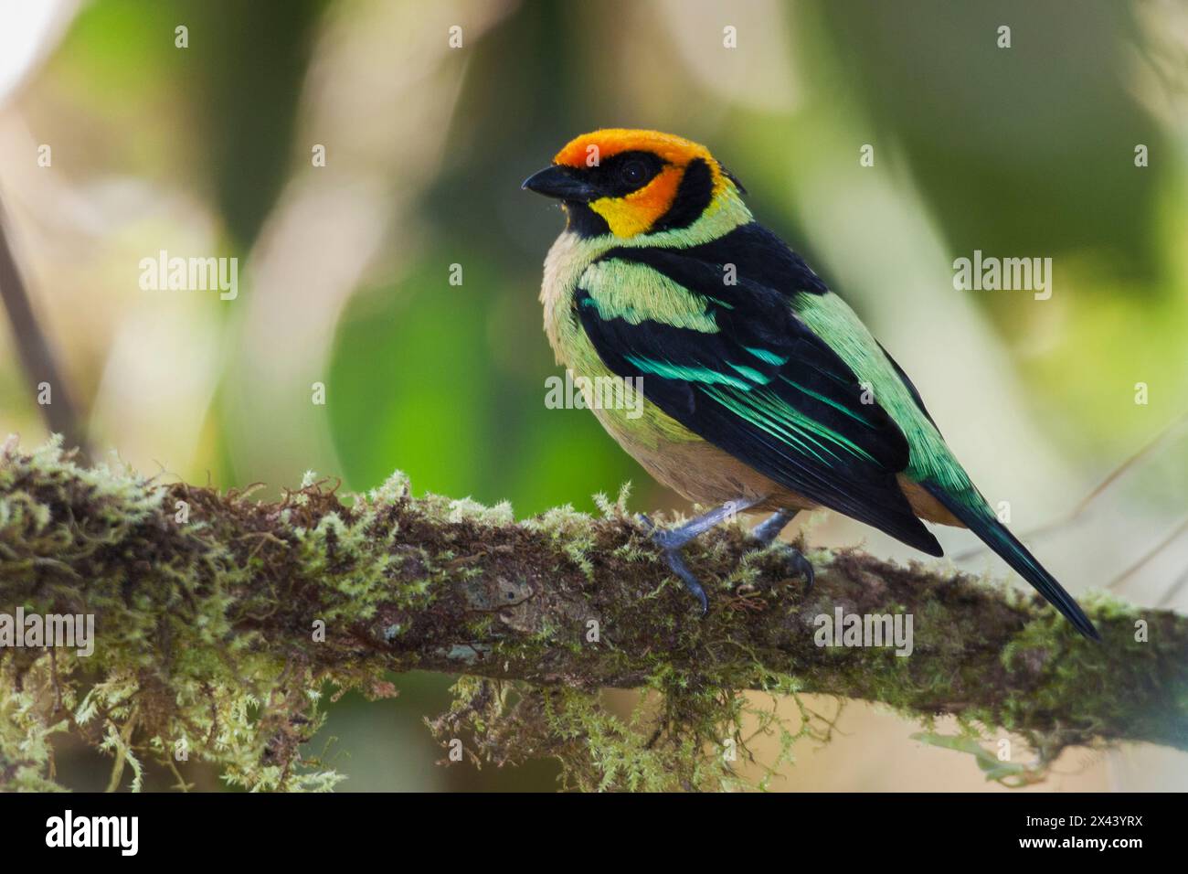 South America, Ecuador. Cloud Forest, flame-faced tanager Stock Photo ...