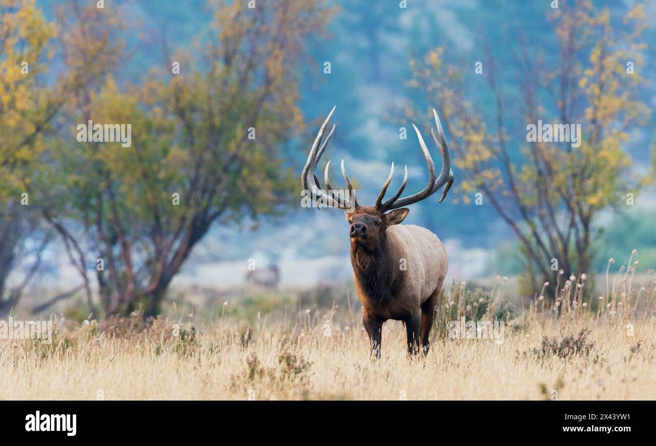 Colorado bull elk in Autumn mountain meadow, USA Stock Photo - Alamy