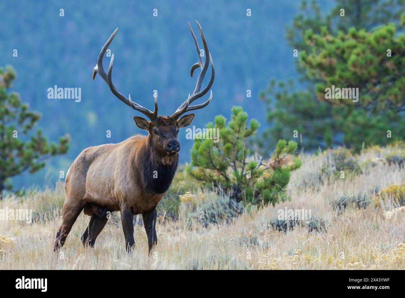 Rocky Mountain bull elk Stock Photo - Alamy