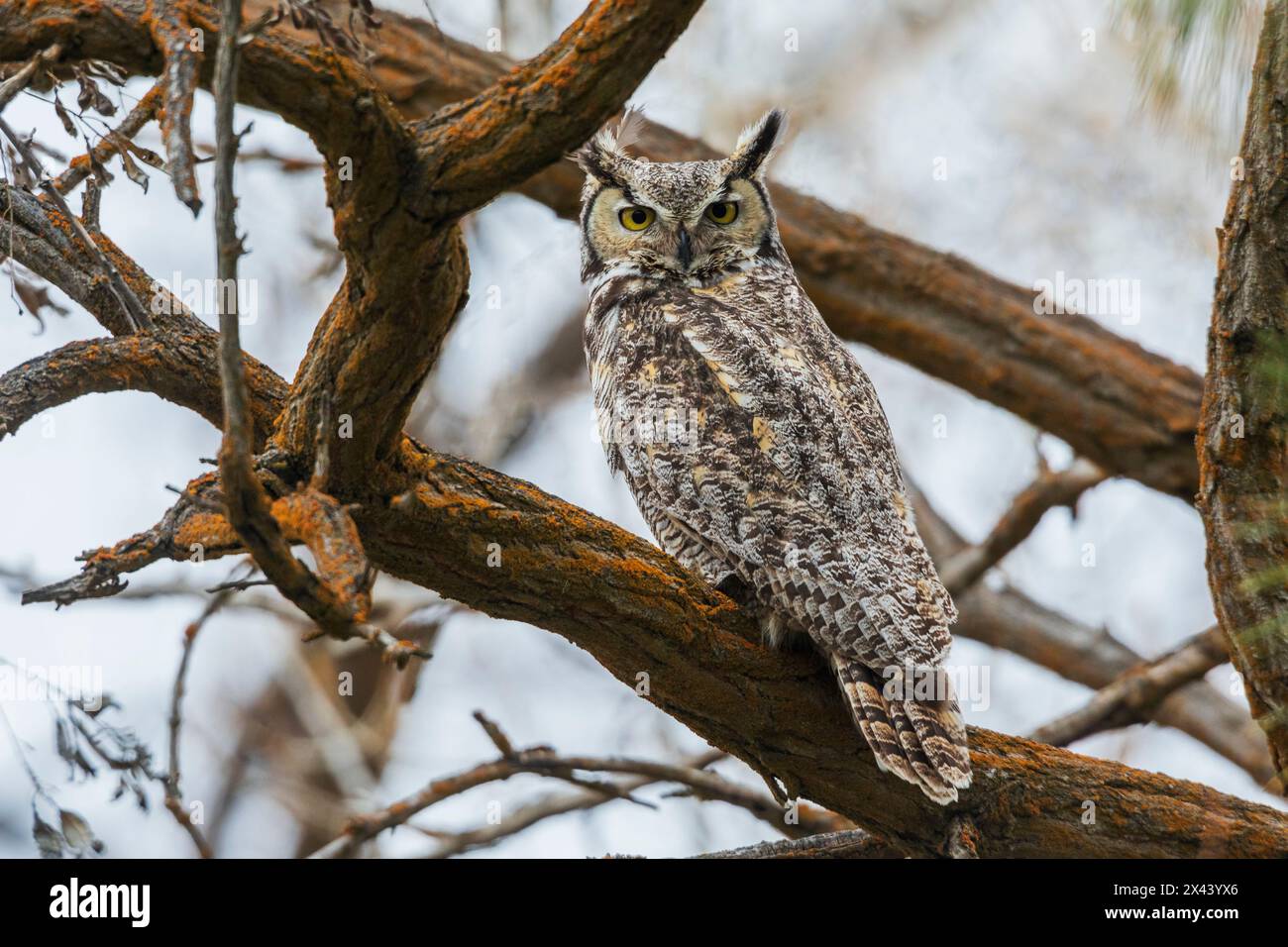 USA, Oregon, Malheur National Wildlife Refuge, great horned owl looking ...