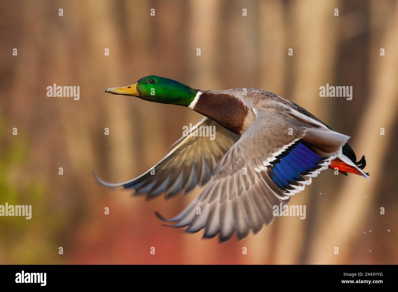 USA, Washington State. Nisqually National Wildlife Refuge, mallard ...