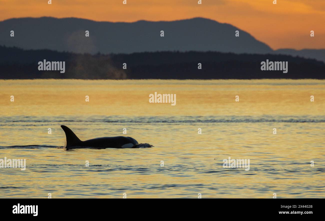 Orca surfacing at sunset Stock Photo - Alamy