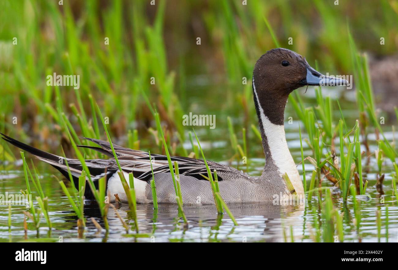 Northern pintail duck, foraging in flooded agriculture field, migration ...