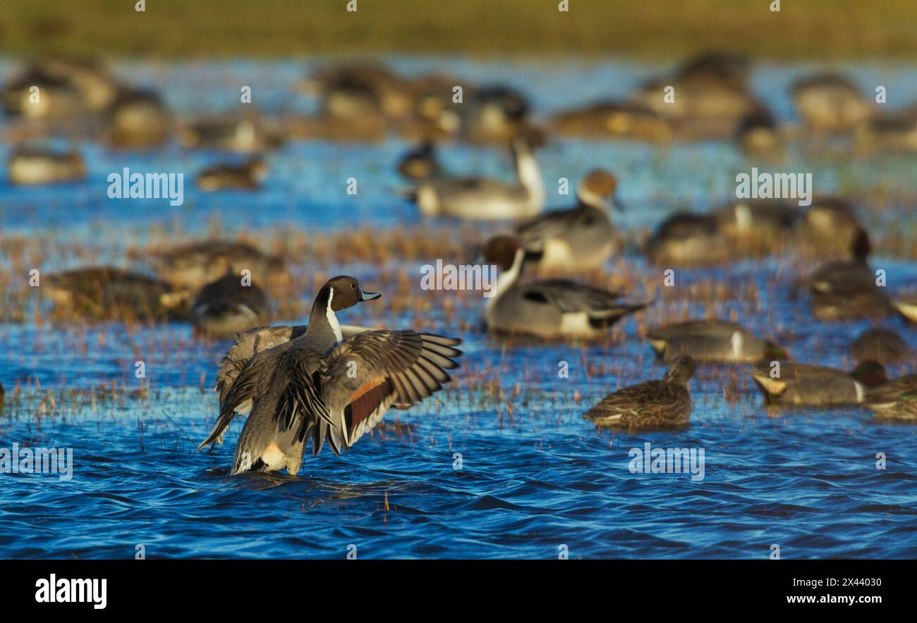 Northern pintail ducks, foraging in flooded agriculture field ...
