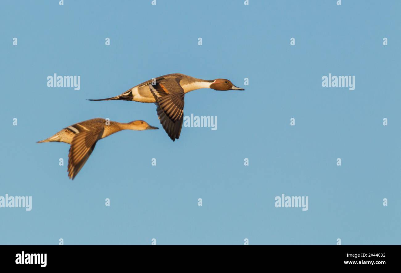 Northern pintail ducks, spring migration, USA, Washington State Stock ...