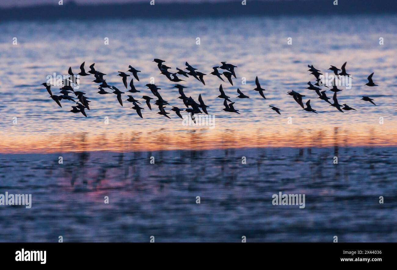 Flock of red knots hi-res stock photography and images - Alamy