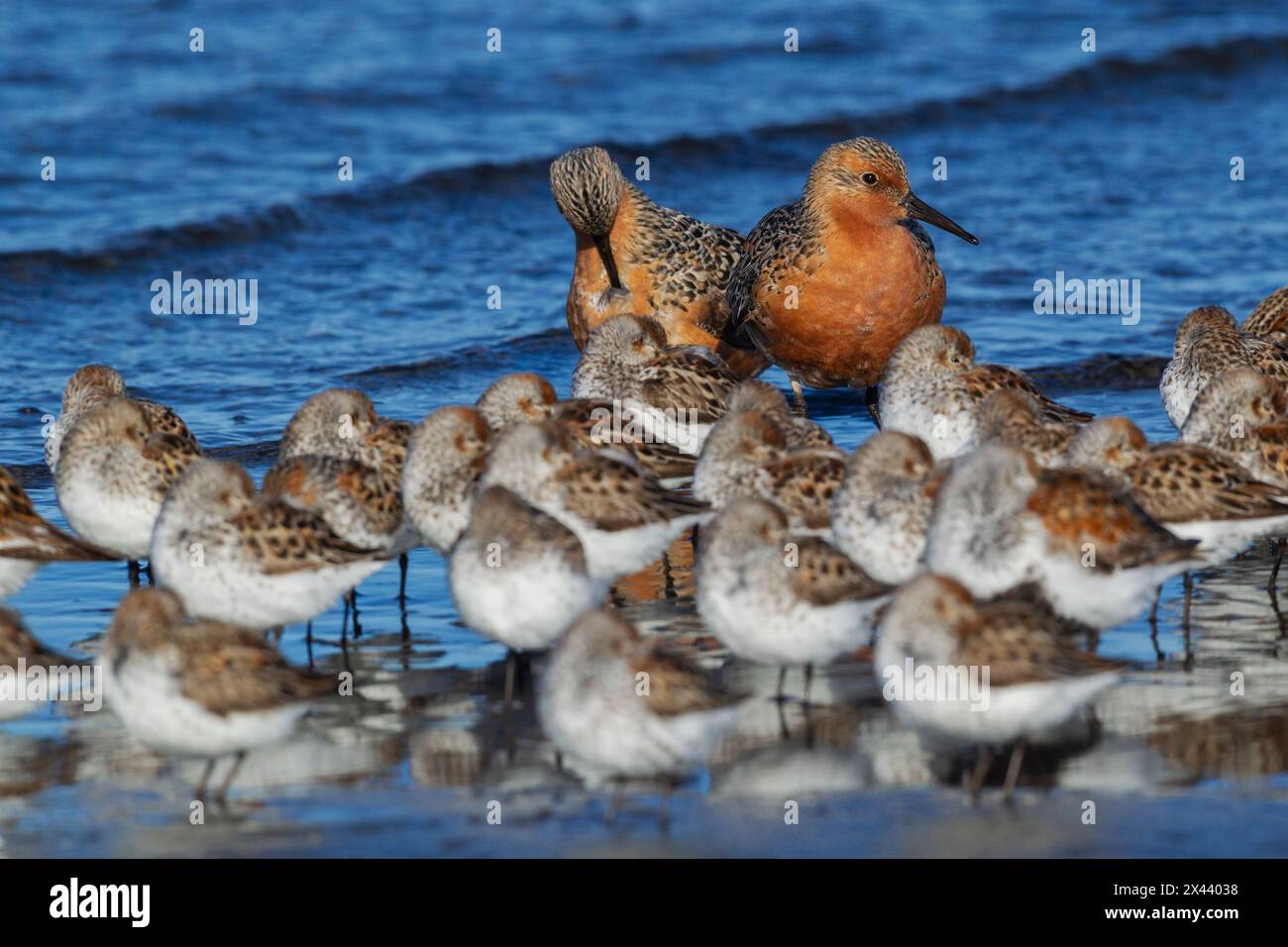 Red knots resting with western sandpipers Stock Photo - Alamy
