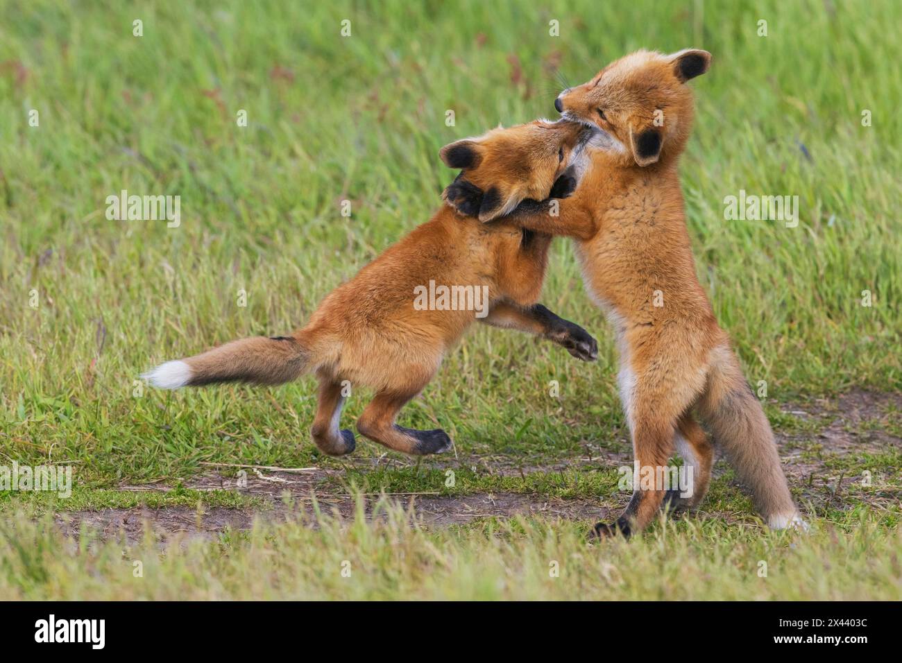 USA, Washington State. San Juan Islands, red fox kits playing Stock ...