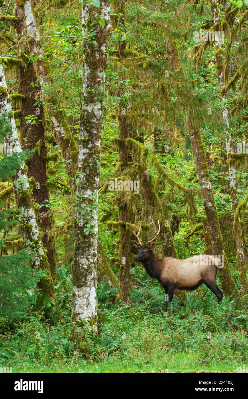 Young Roosevelt bull elk, rainforest shades of green, Olympic Peninsula ...