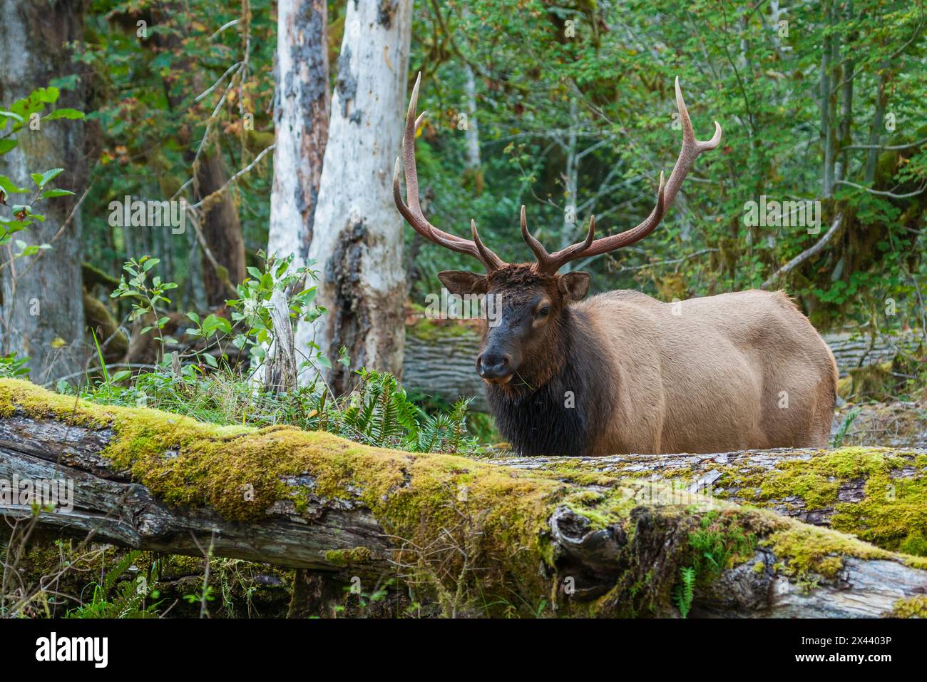 Roosevelt bull elk, Pacific Northwest rainforest Stock Photo - Alamy