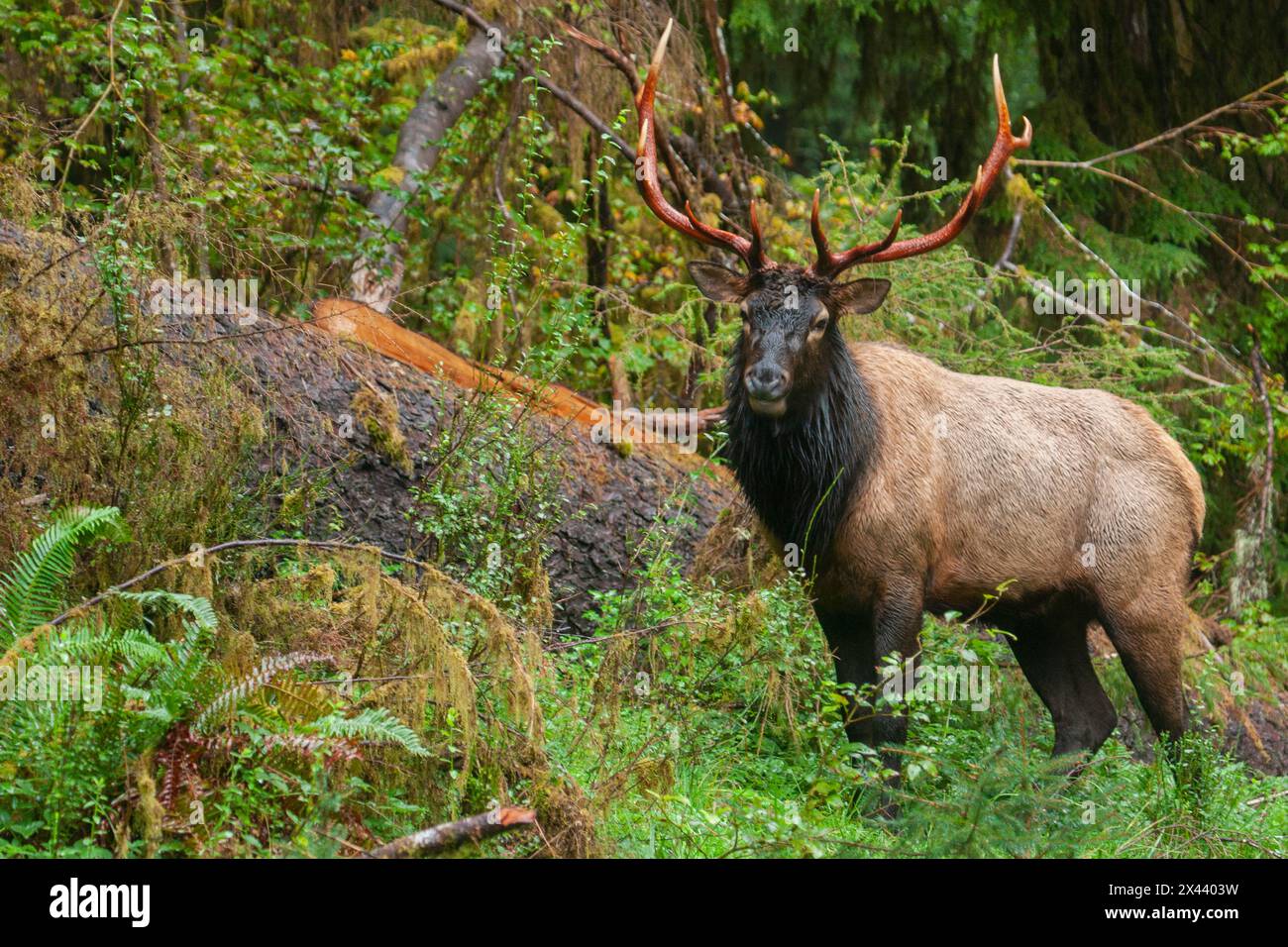 Roosevelt bull elk, Pacific Northwest rainforest Stock Photo - Alamy