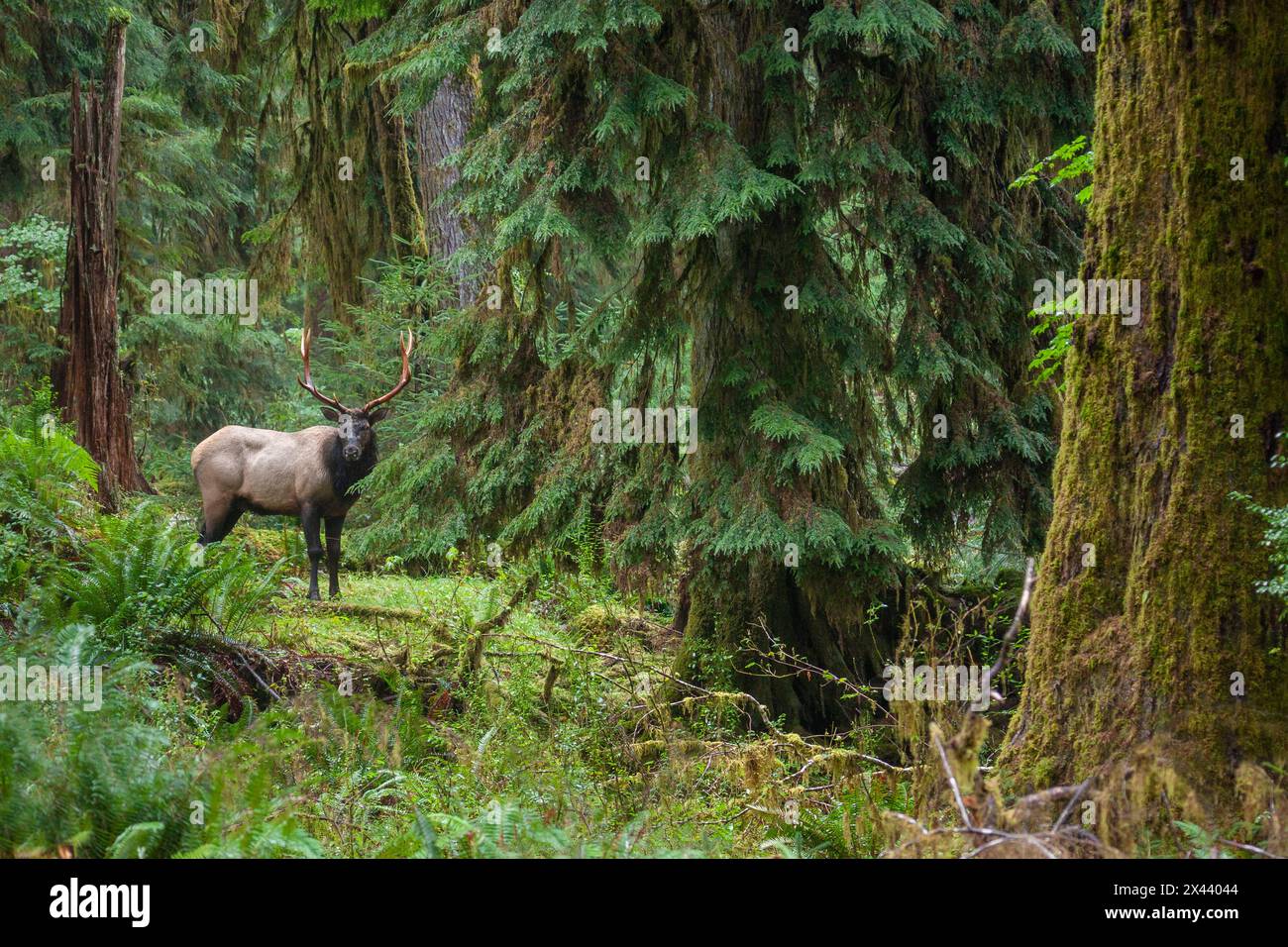 Roosevelt bull elk, Pacific Northwest rainforest Stock Photo - Alamy