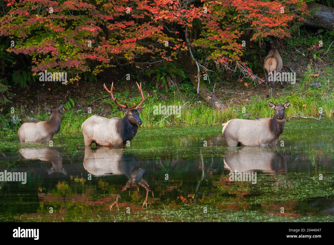 Roosevelt elk herd, Pacific Northwest rainforest Stock Photo - Alamy