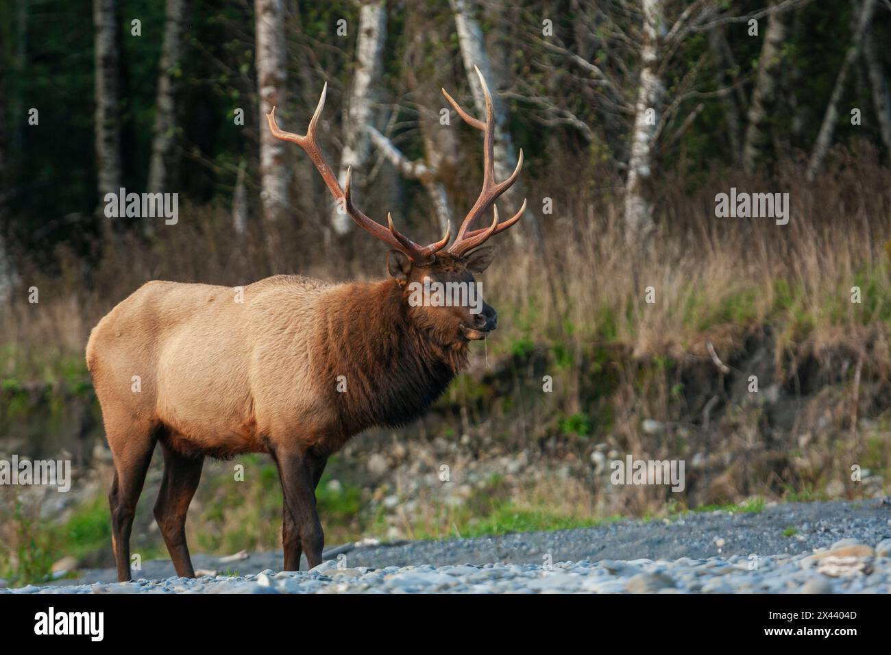 Roosevelt bull elk, Pacific Northwest rainforest Stock Photo - Alamy