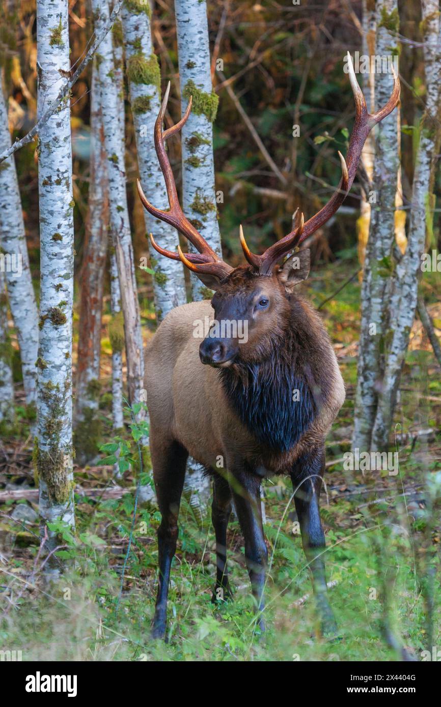 Roosevelt bull elk, Pacific Northwest rainforest Stock Photo - Alamy