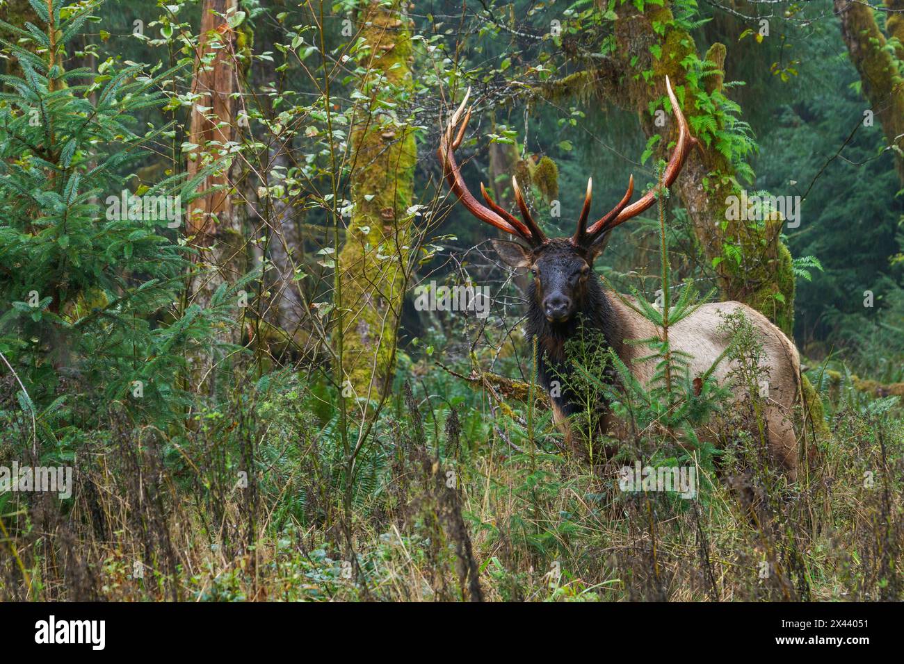 Roosevelt bull elk, Pacific Northwest rainforest Stock Photo - Alamy