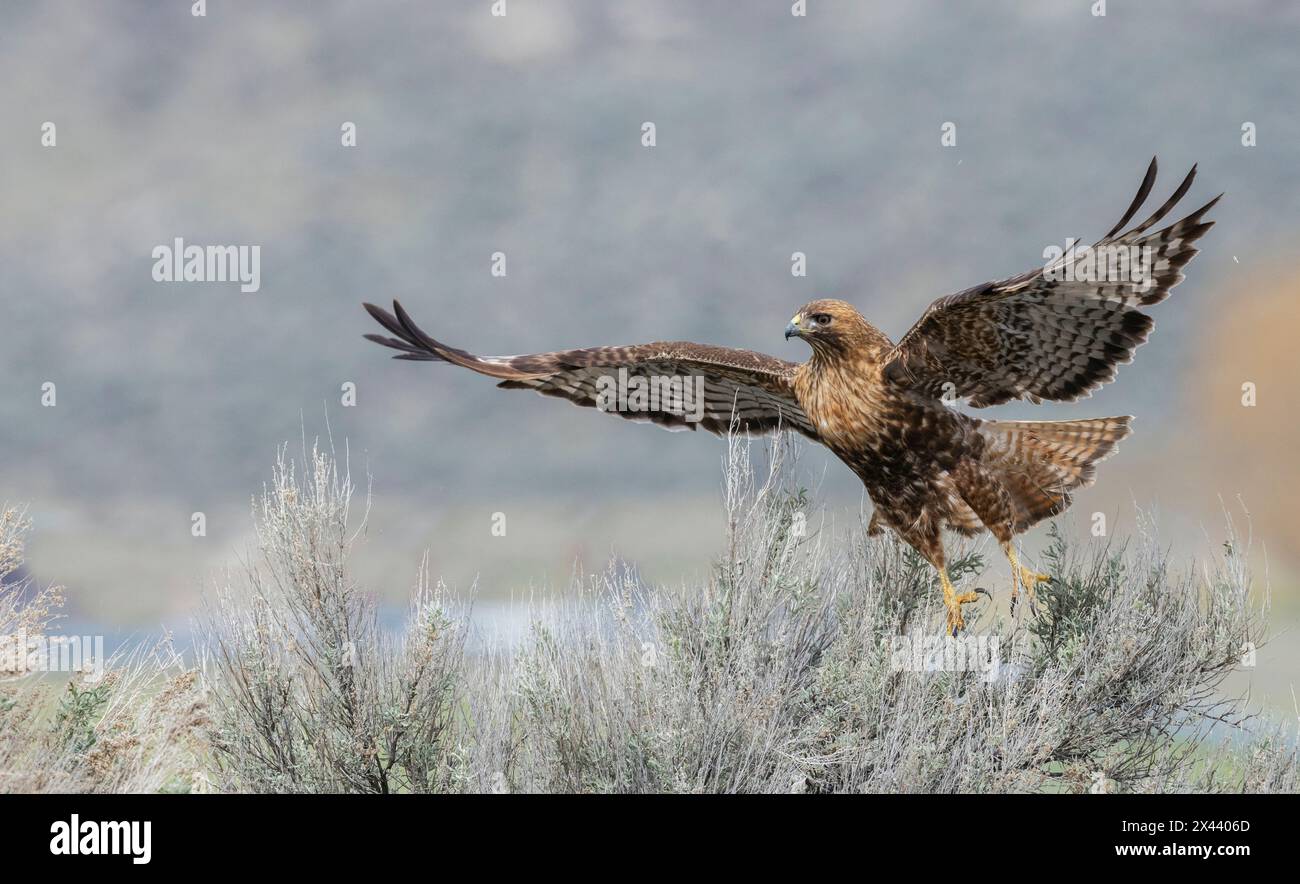 Red-tailed hawk flying, Colorado, USA Stock Photo - Alamy