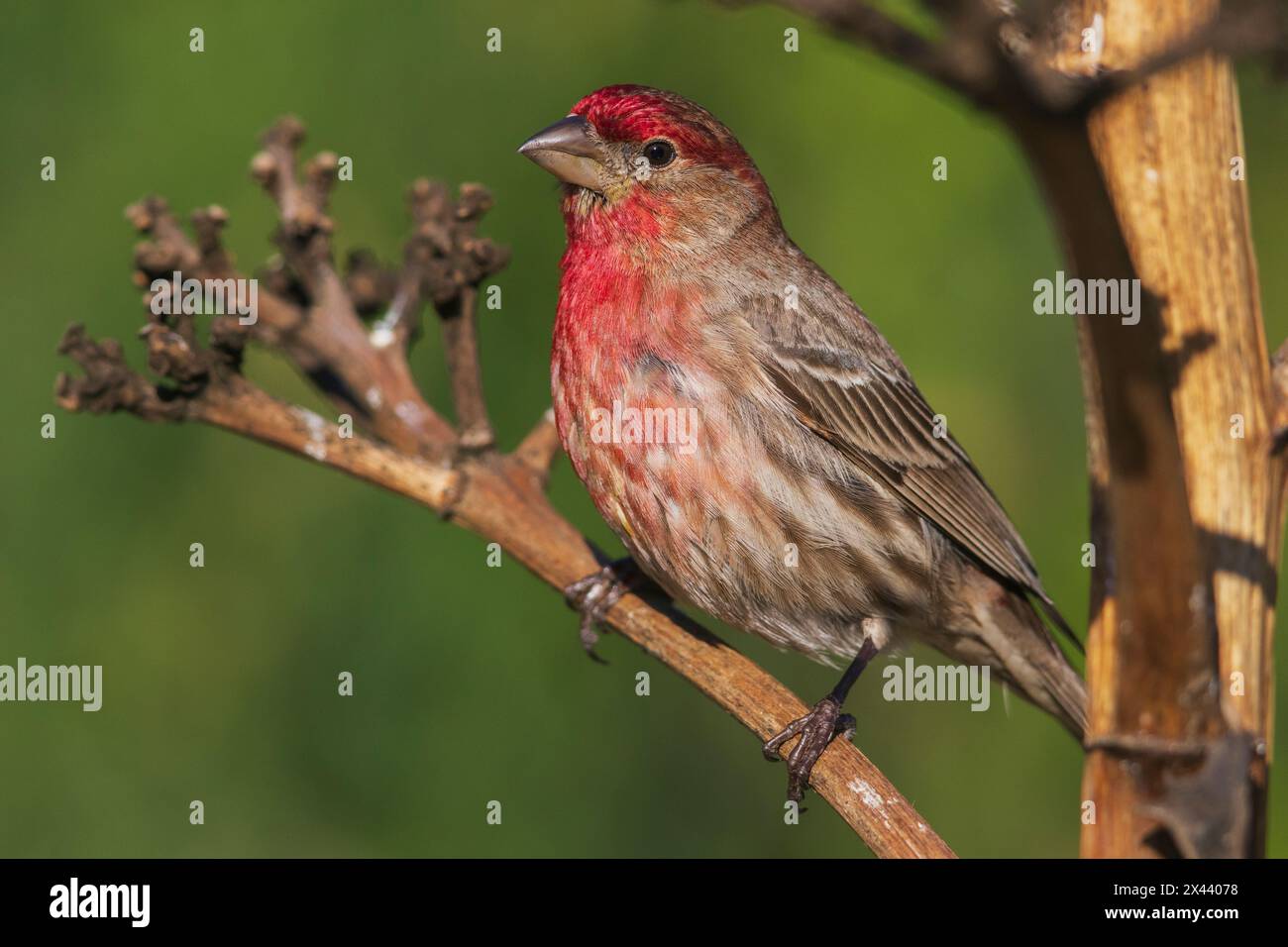 Southern california house finch hi-res stock photography and images - Alamy