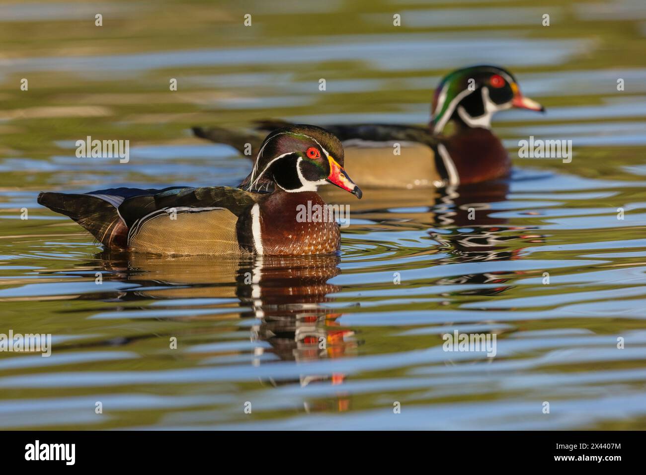 USA, Southern California, Poway, wood duck drakes Stock Photo - Alamy