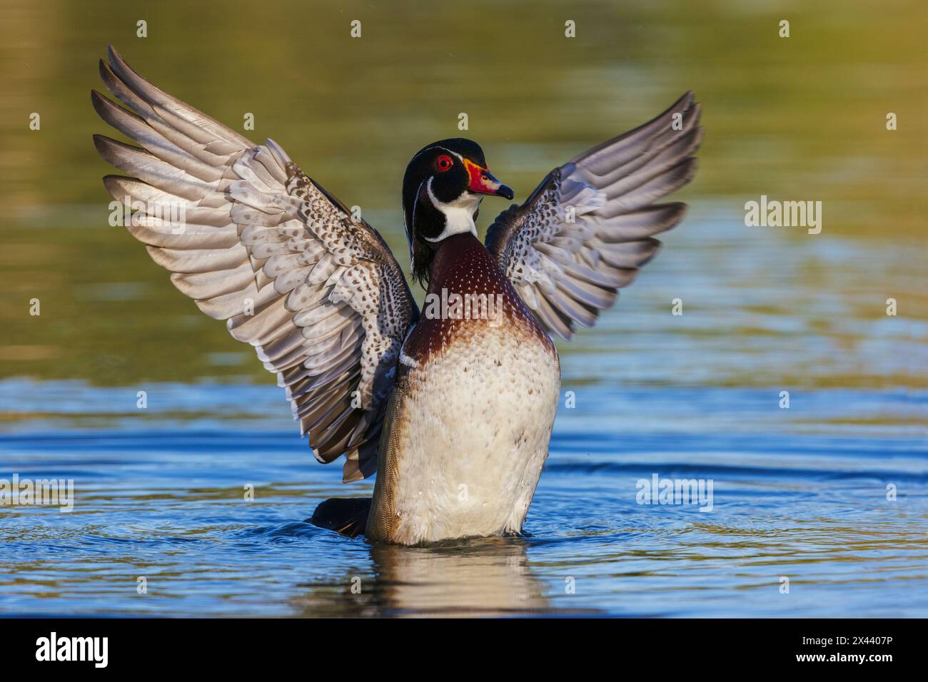 USA, Southern California, Poway, wood duck drake drying wings Stock ...