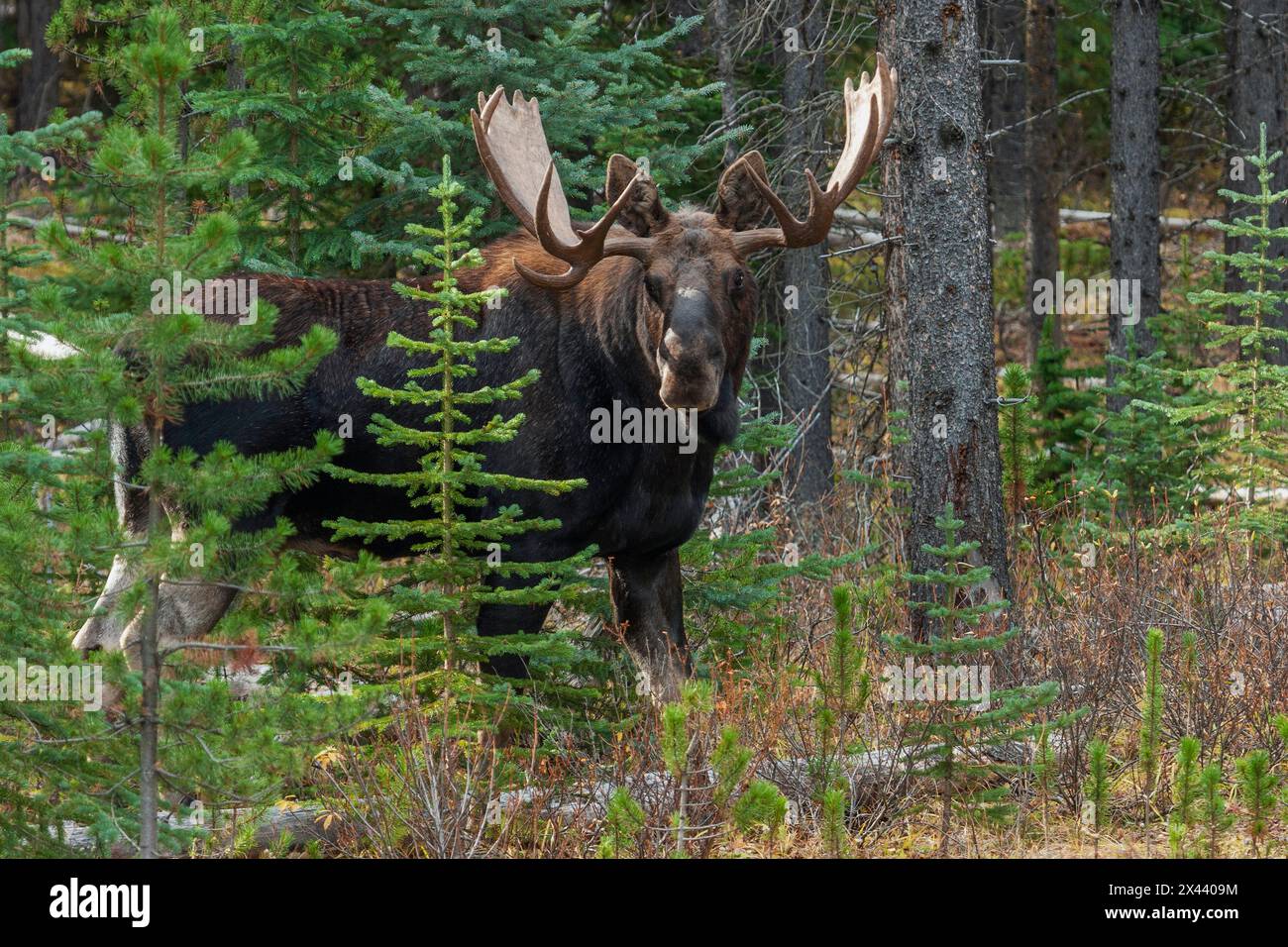 Shiras bull moose Stock Photo - Alamy