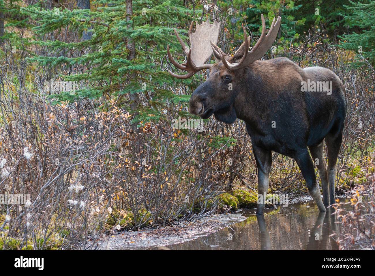 Shiras bull moose Stock Photo - Alamy