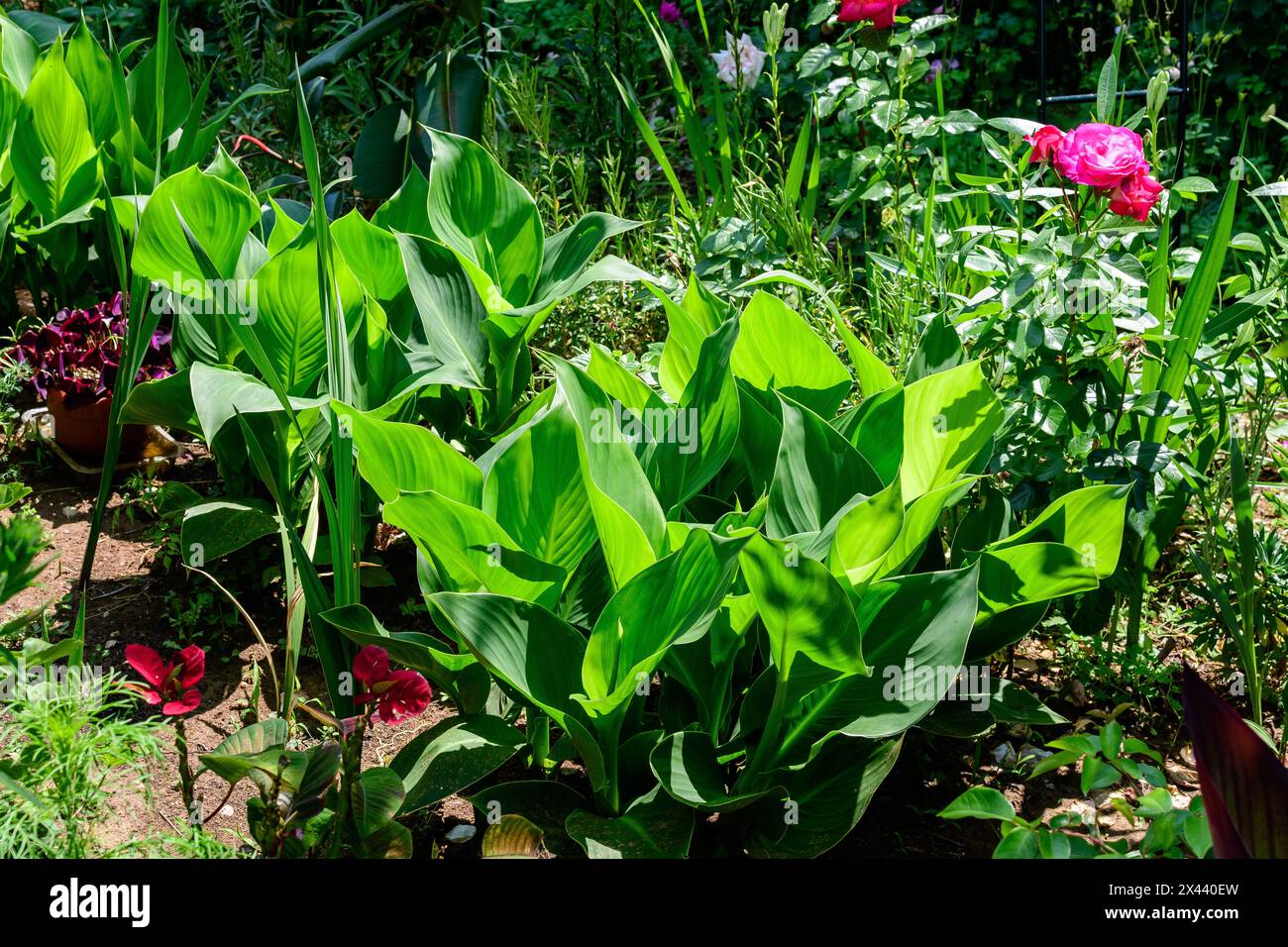 African arrowroot hi-res stock photography and images - Alamy