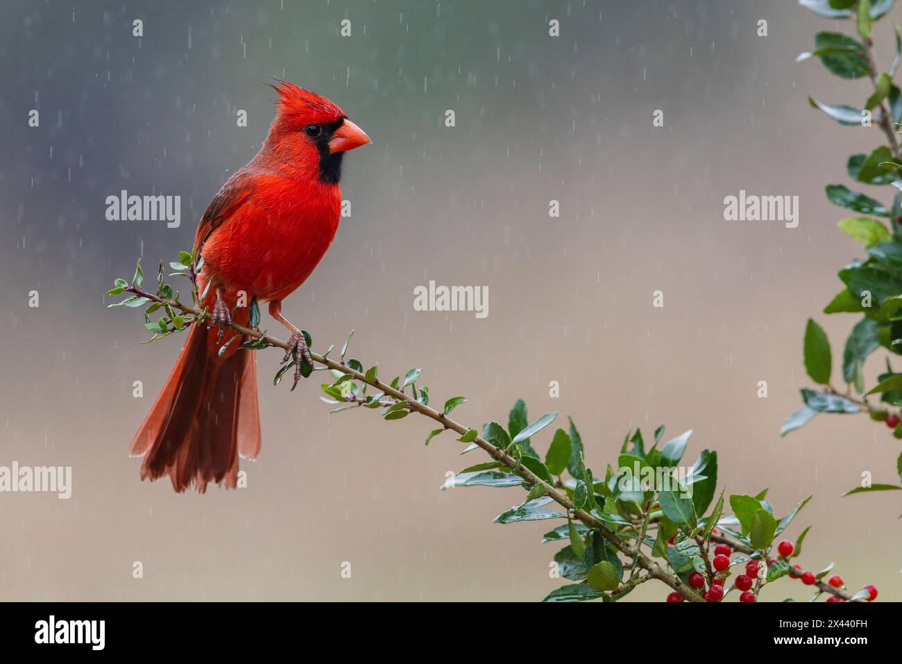Northern cardinal rain hi-res stock photography and images - Alamy