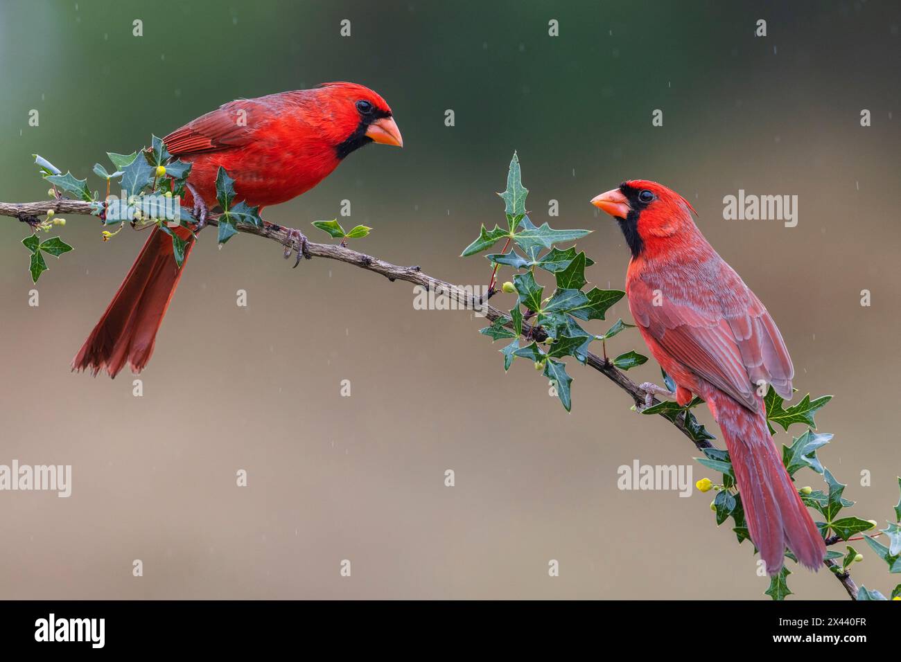 Northern cardinal rain hi-res stock photography and images - Alamy