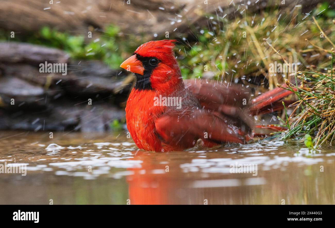 USA, South Texas. Northern cardinal bathing Stock Photo - Alamy