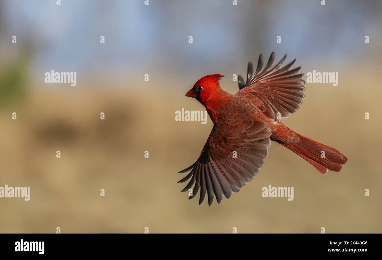 USA, South Texas. Northern cardinal flying Stock Photo - Alamy