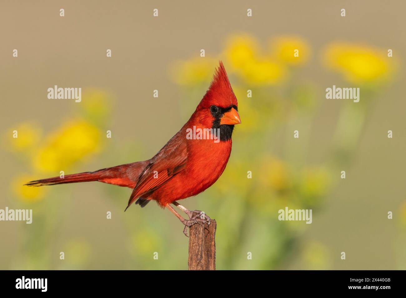 USA, South Texas. Northern cardinal Stock Photo - Alamy