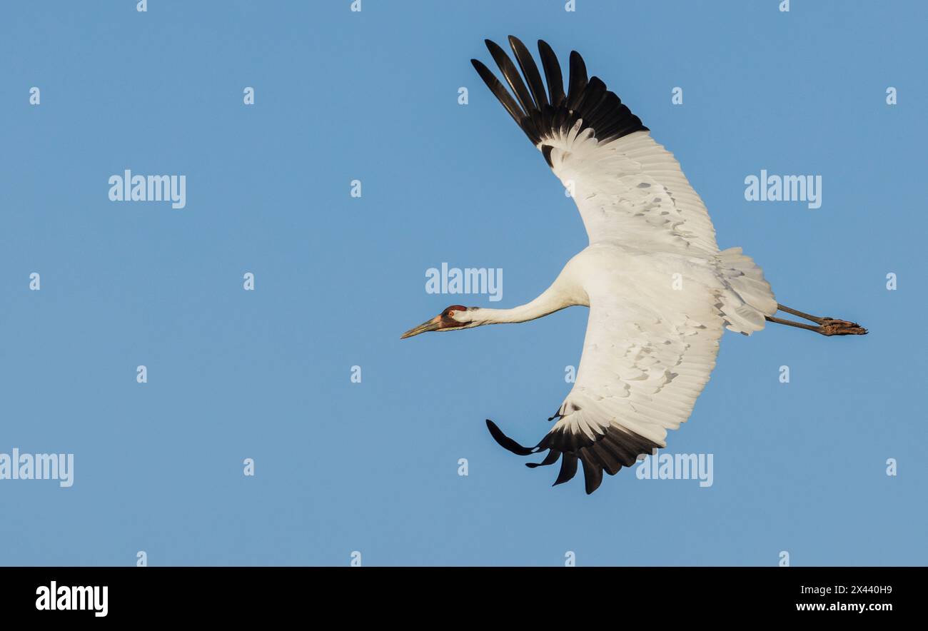 USA, South Texas. Aranas National Wildlife Refuge, whooping crane ...