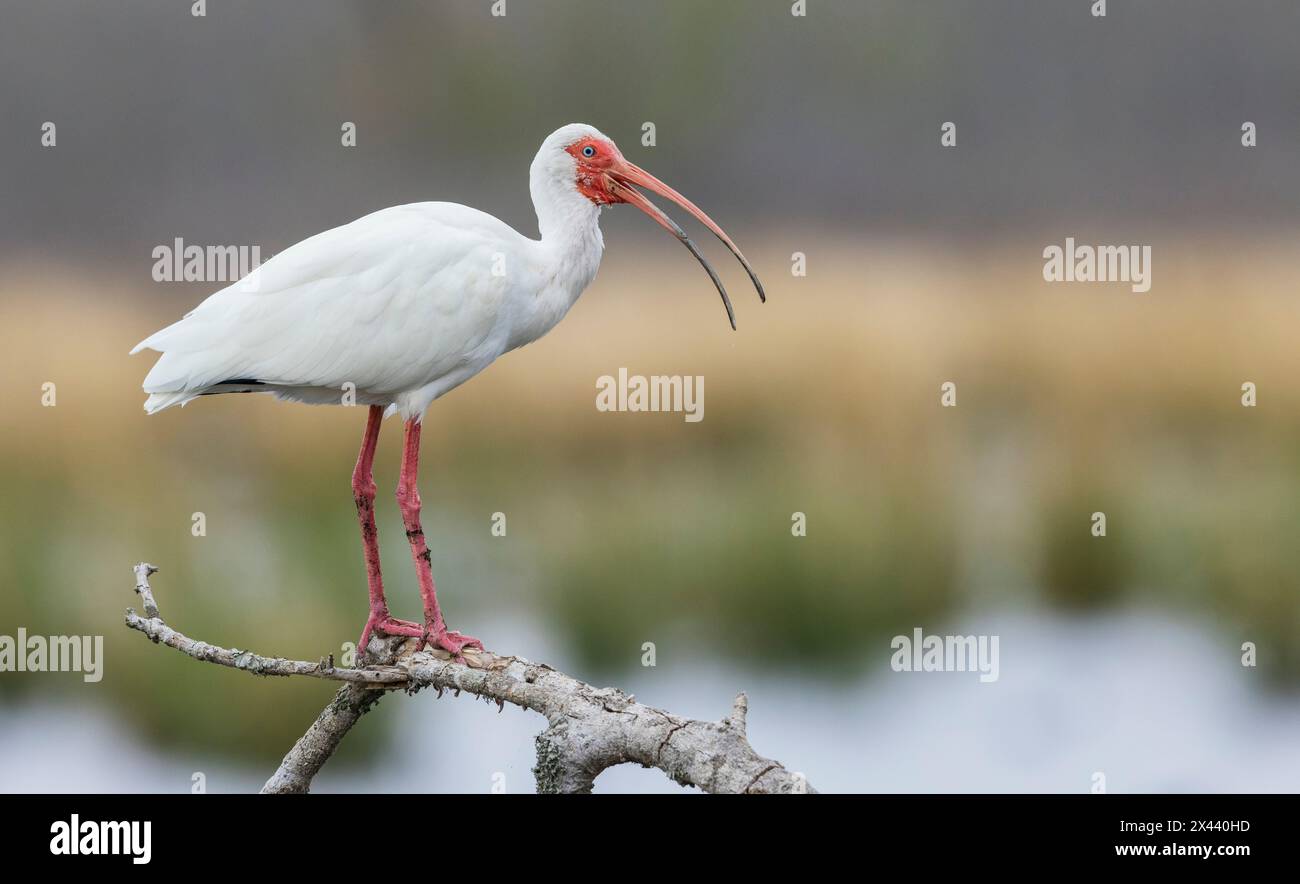 Aransas national wildlife refuge ibis hi-res stock photography and ...