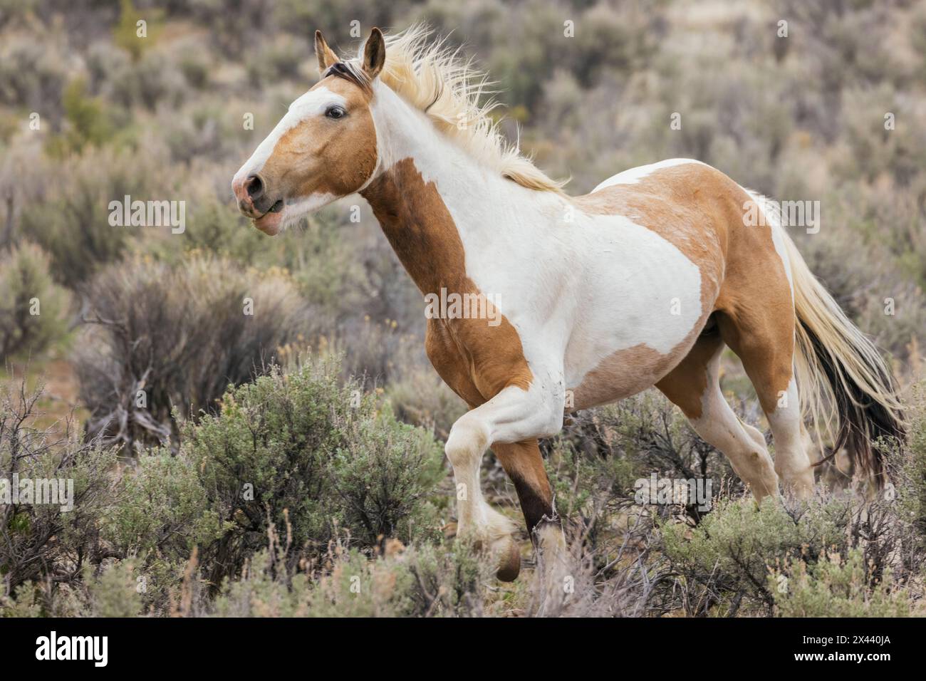 Wild horse on the move Stock Photo - Alamy