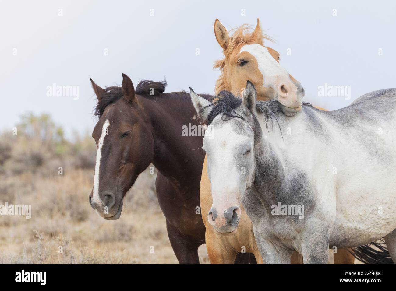 Mustangs and colorado hi-res stock photography and images - Alamy